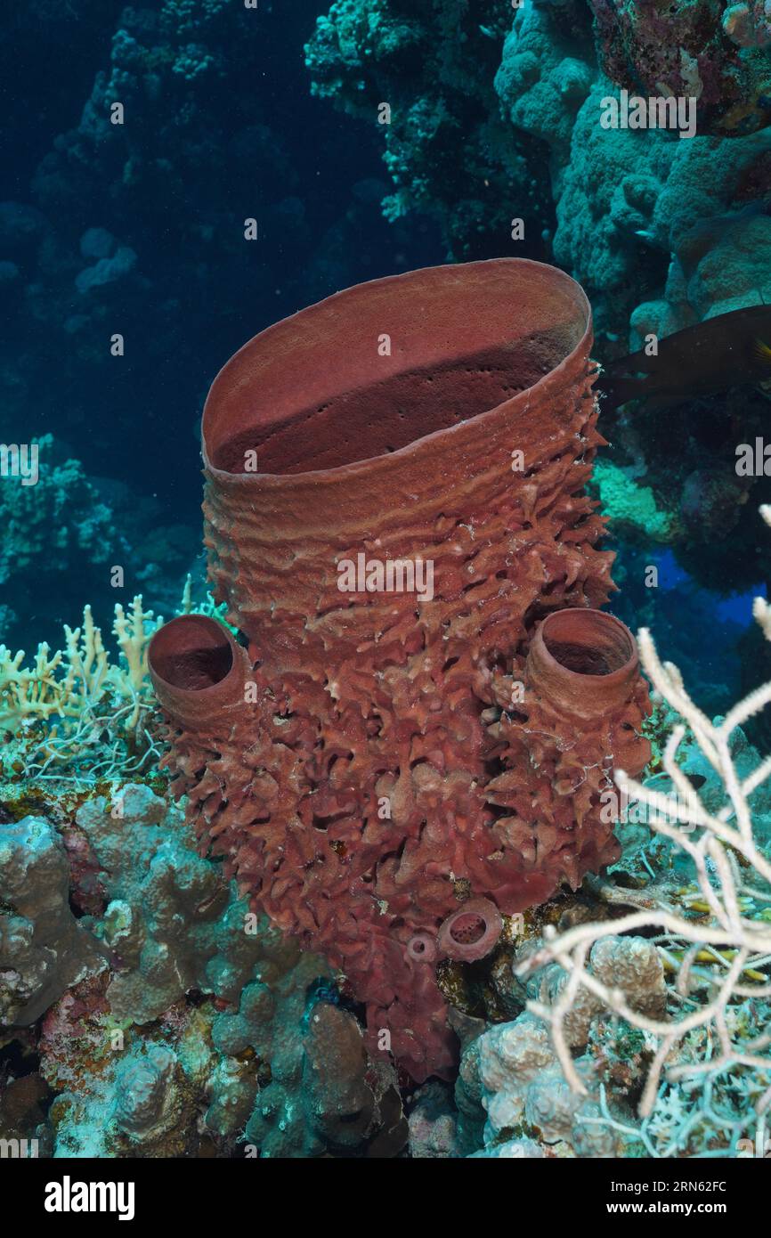 Spiny tube sponge (Callyspongia crassa), Small Abu Reef dive site, Fury ...