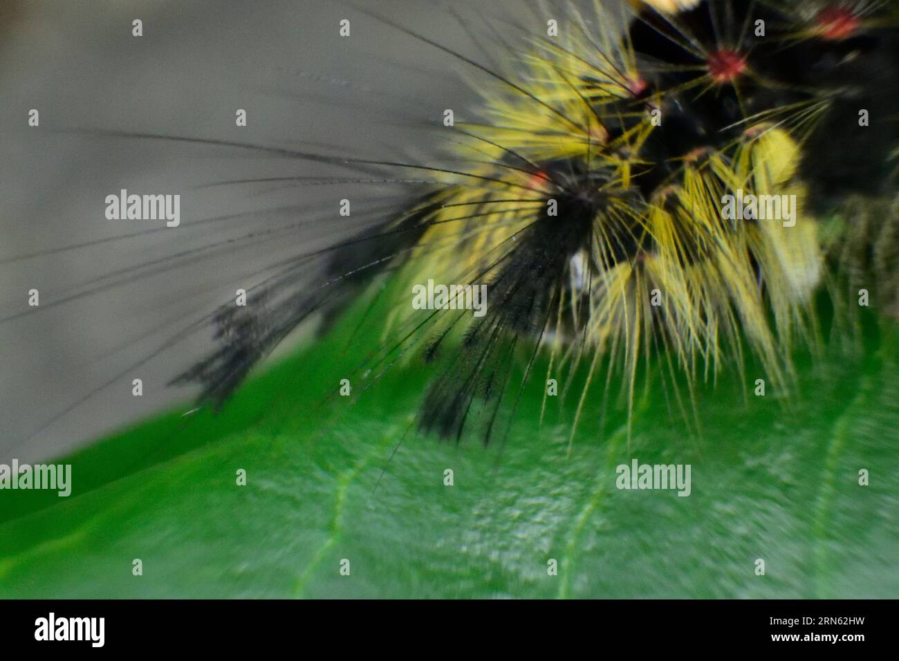 Rusty Tussock / Vapourer Moth larva / caterpillar Stock Photo - Alamy