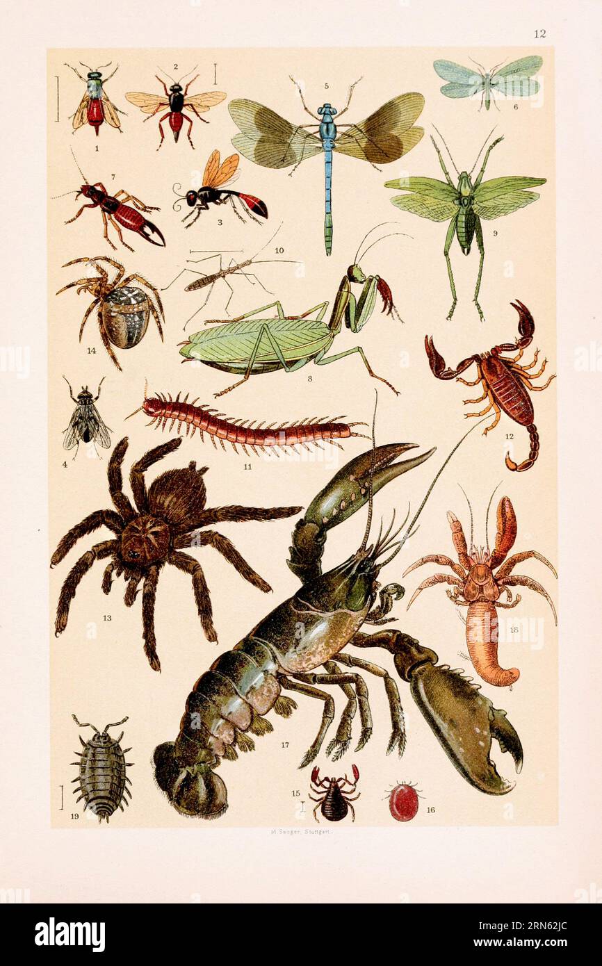 Vintage Zoological illustration: Ruby Tail, Rose Gallfly, Sand Wasp ...