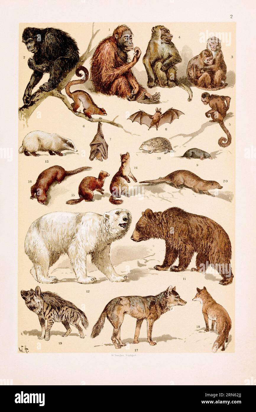 Vintage Zoological illustration: Orang, Gorilla, Macaque, Kihoon ...