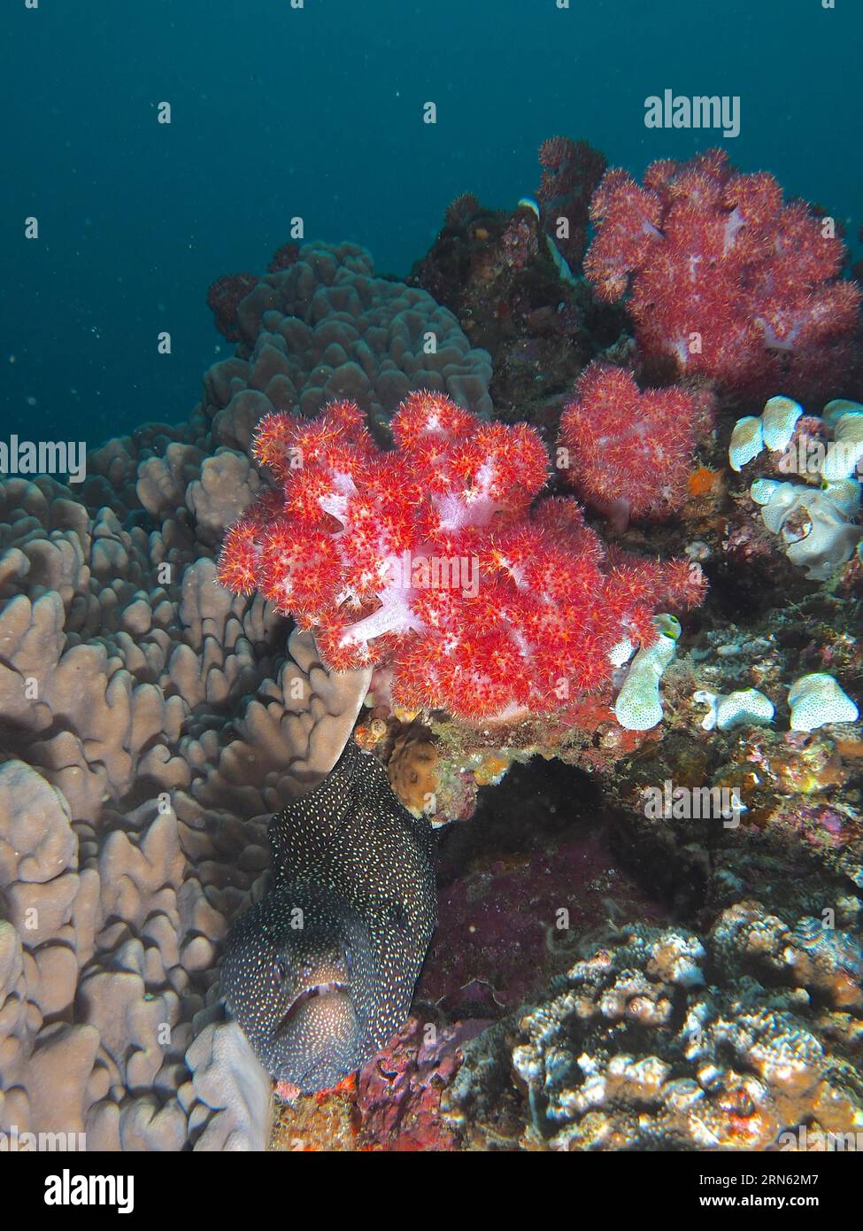 Coral turkey hi-res stock photography and images - Alamy