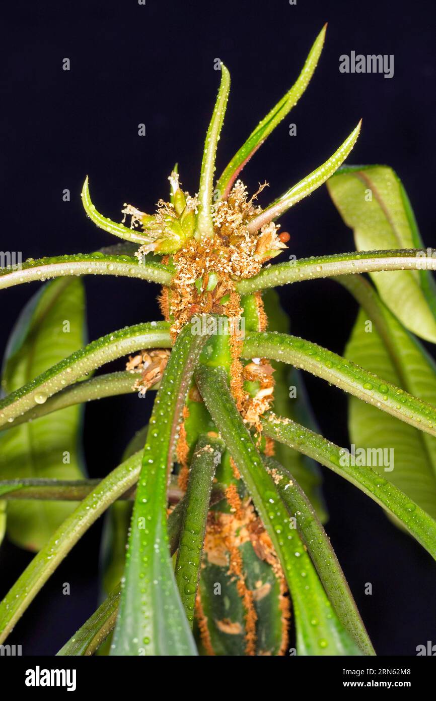 Close-up of a poisonous spitting palm, Madagascar Jewel (Euphorbia ...