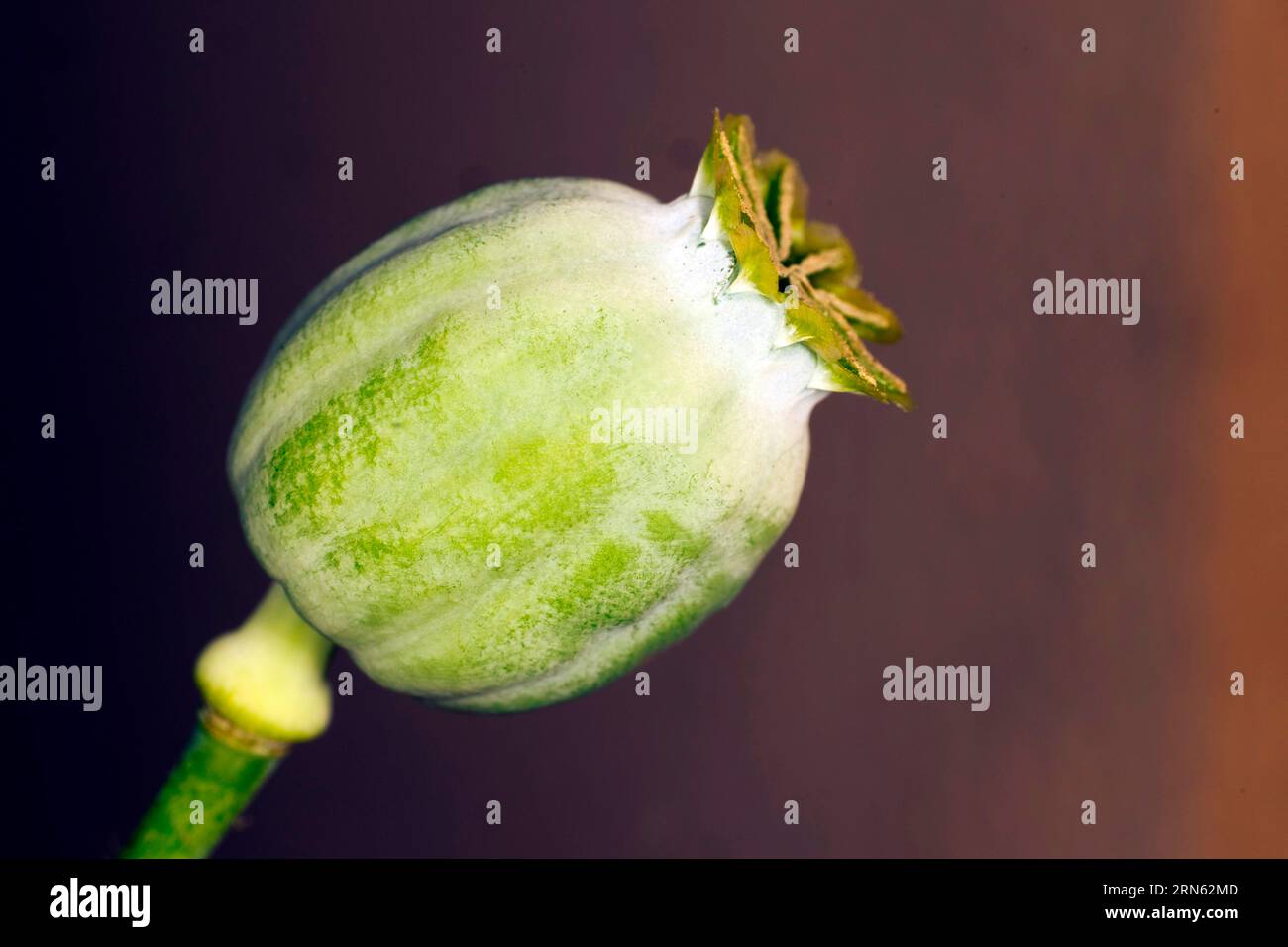 Capsule of the opium poppy (Papaver somniferum), Waldviertel, Lower ...