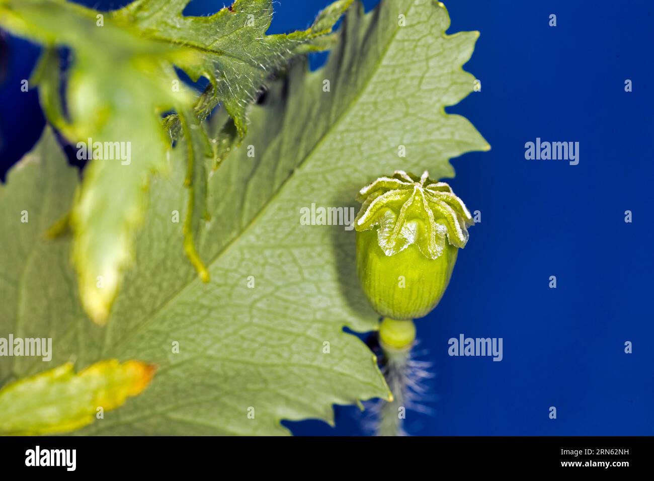 Leaves and capsule of the opium poppy (Papaver somniferum), Waldviertel ...