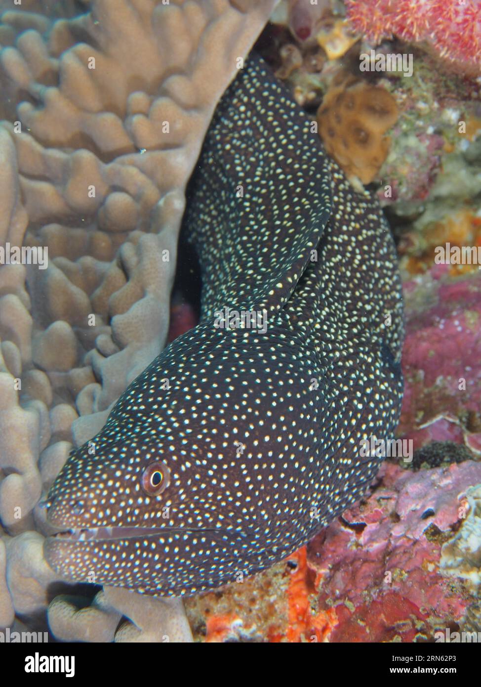 Turkey moray (Gymnothorax meleagris), Sodwana Bay National Park dive ...