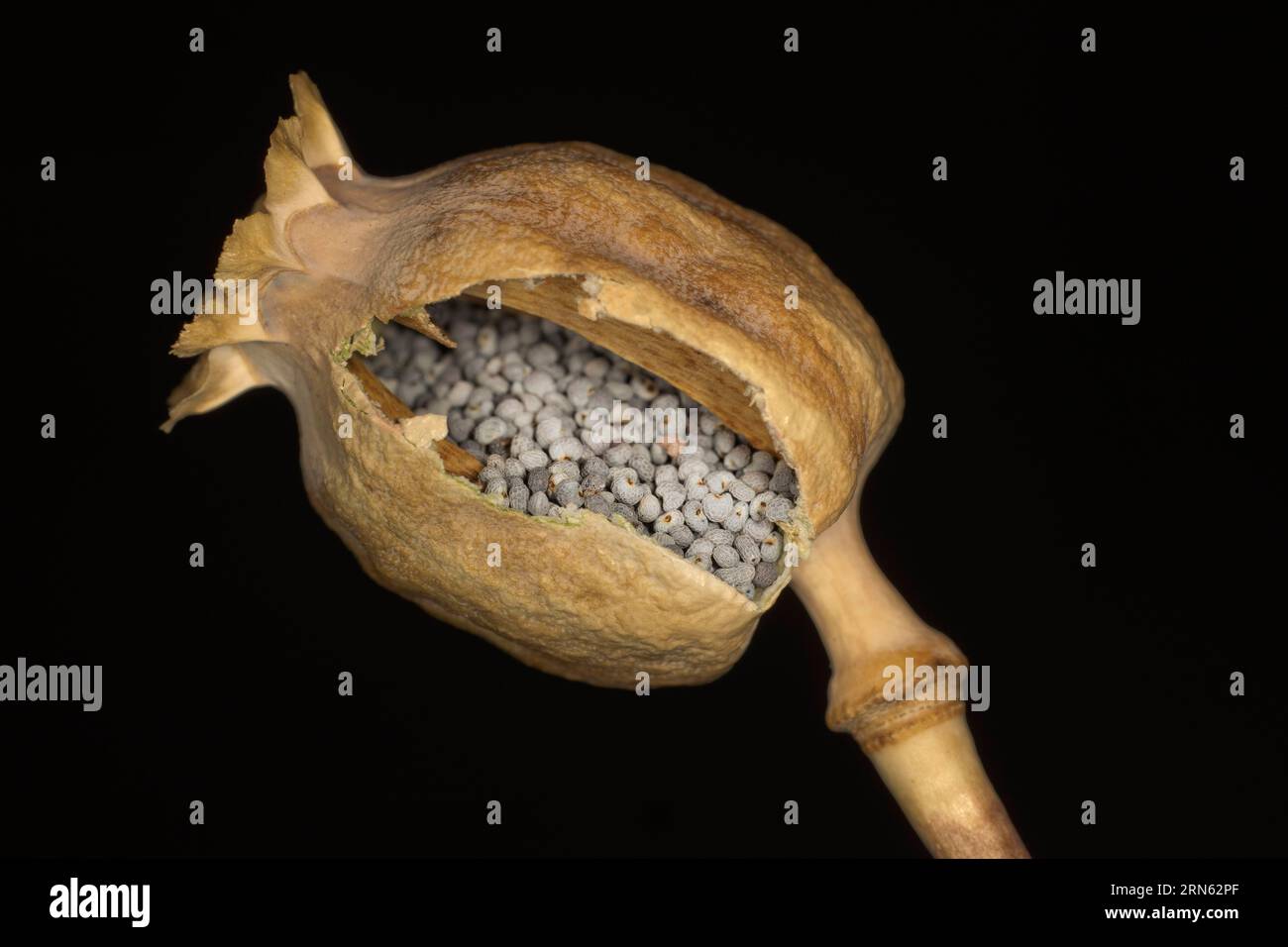 Broken capsule filled with the seeds of the opium poppy (Papaver ...