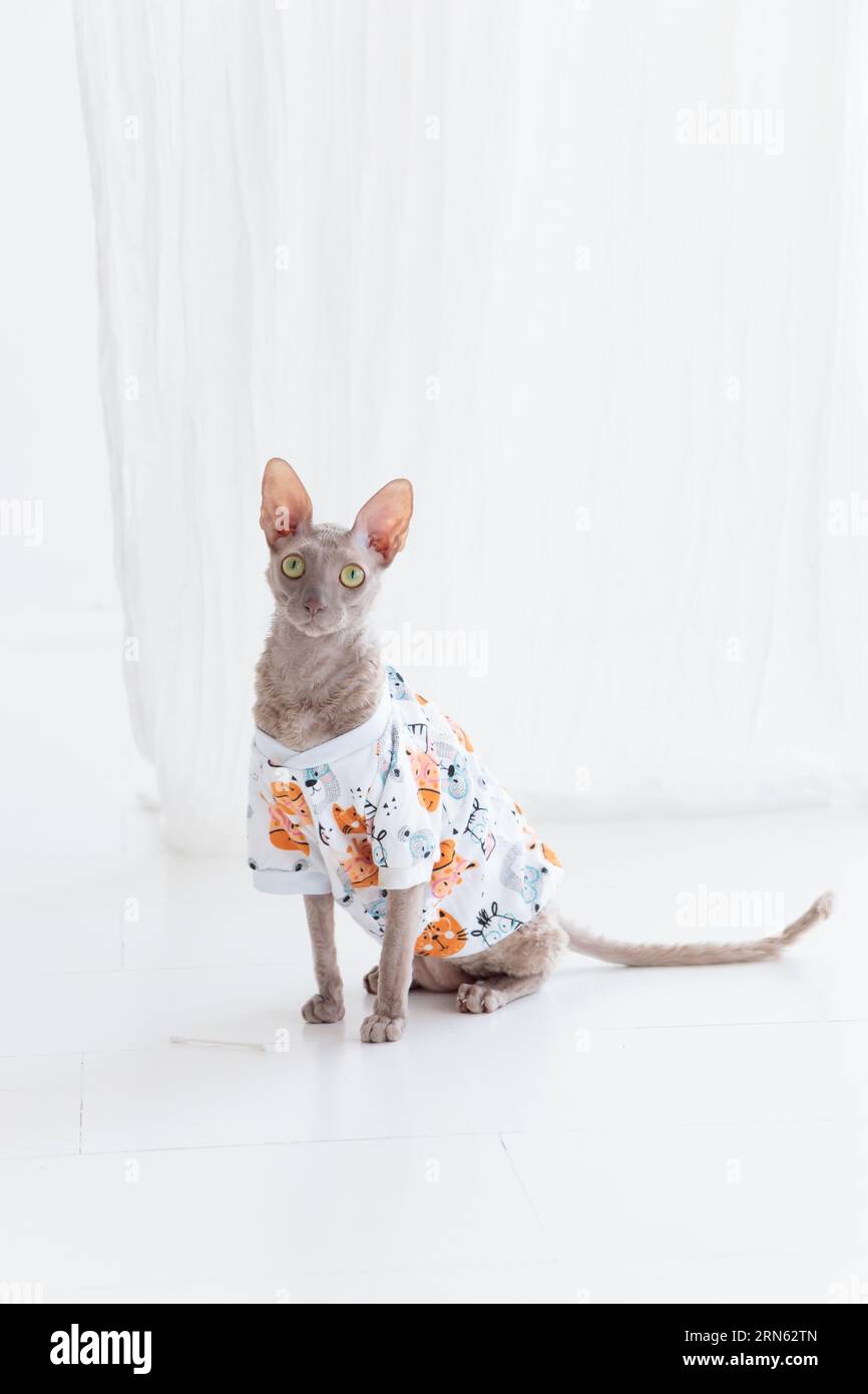 Cute cornish rex cat dressed in funny clothes on the white floor Stock ...