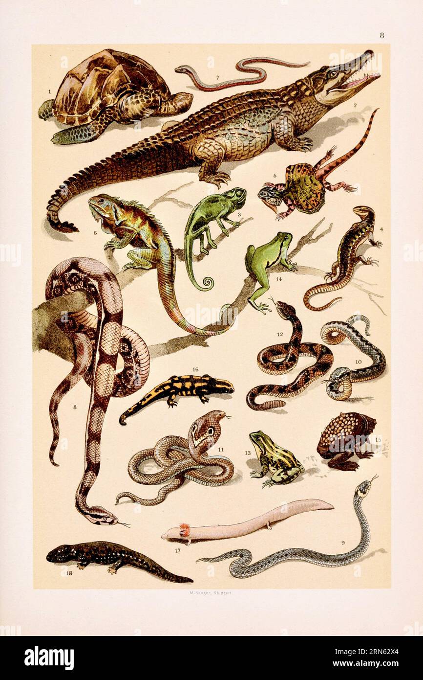 Vintage Zoological illustration: Turtle, Nilotic Crocodile,Chameleon ...