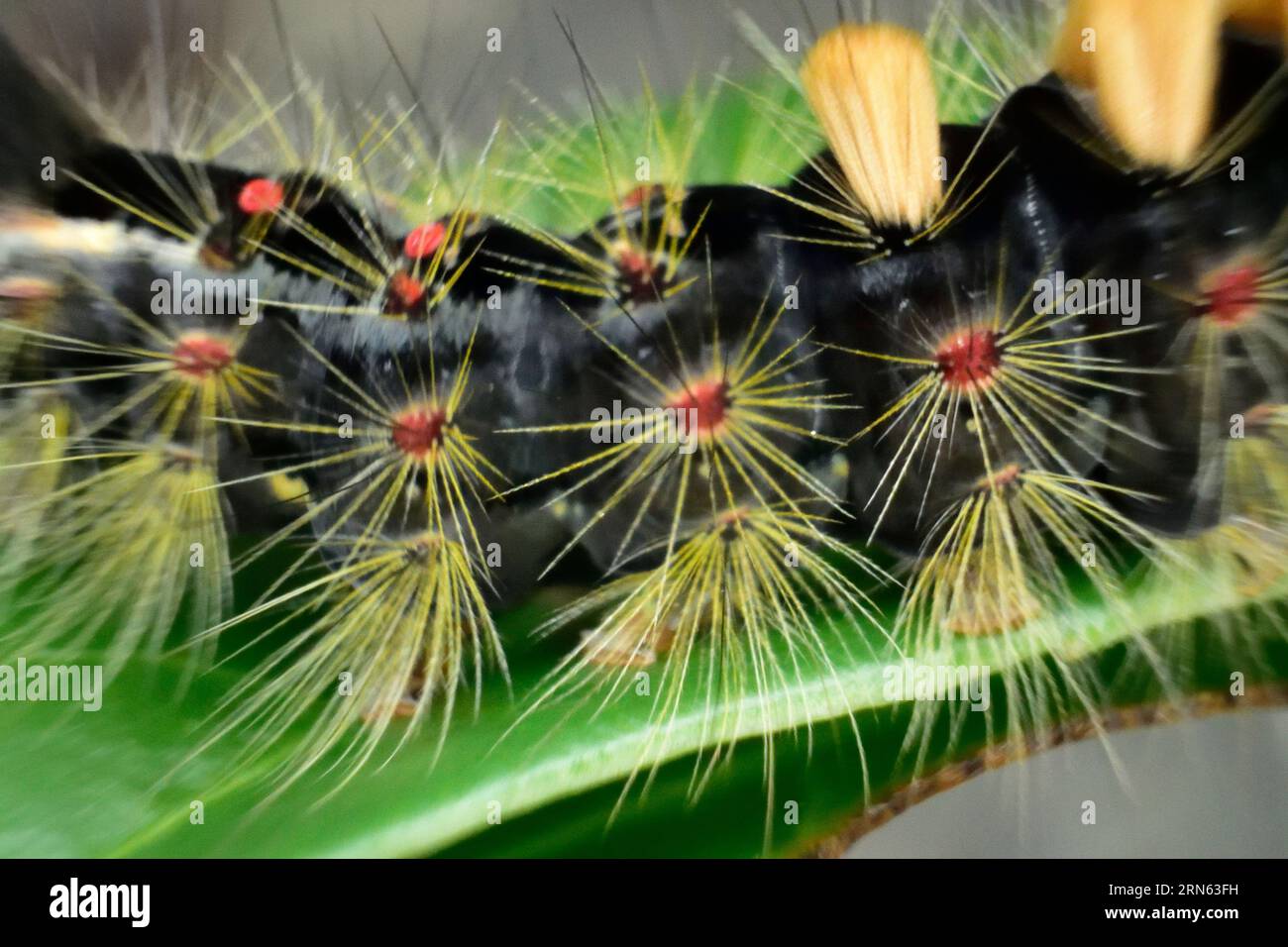 Rusty Tussock / Vapourer Moth larva / caterpillar Stock Photo - Alamy
