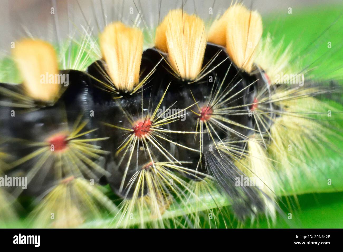 Rusty Tussock / Vapourer Moth larva / caterpillar Stock Photo - Alamy