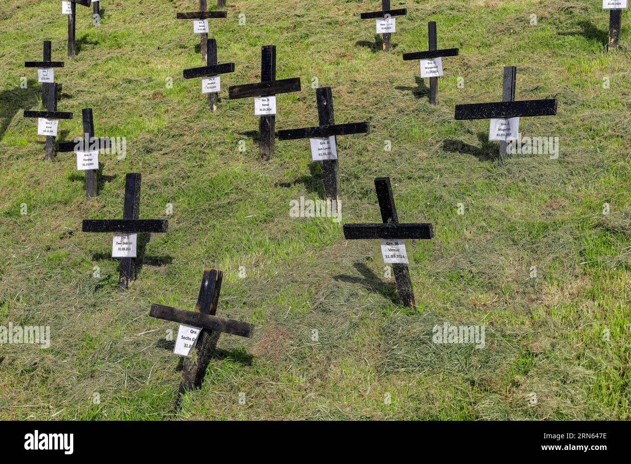 A large group of black crosses to protest against a ban on bottom ...