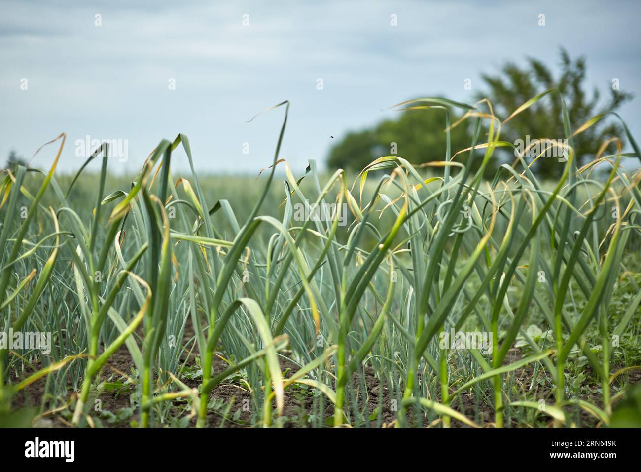 Garlic salad growing in soil hi-res stock photography and images - Alamy
