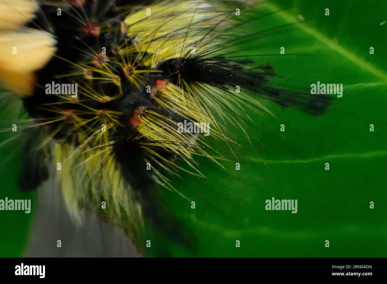 Rusty Tussock / Vapourer Moth larva / caterpillar Stock Photo - Alamy