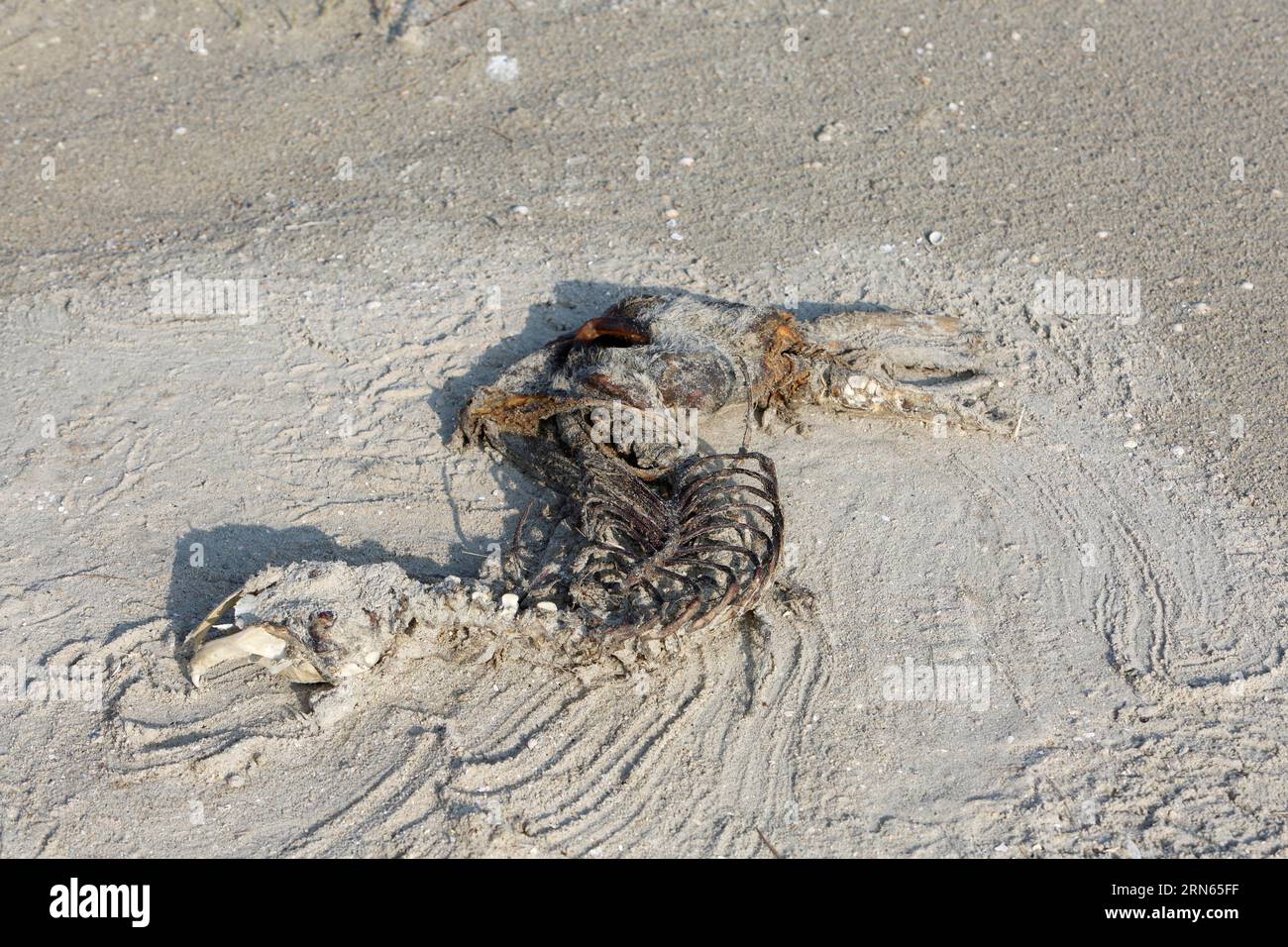 Harbor seal (Phoca vitulina), found dead on the beach, skeleton ...