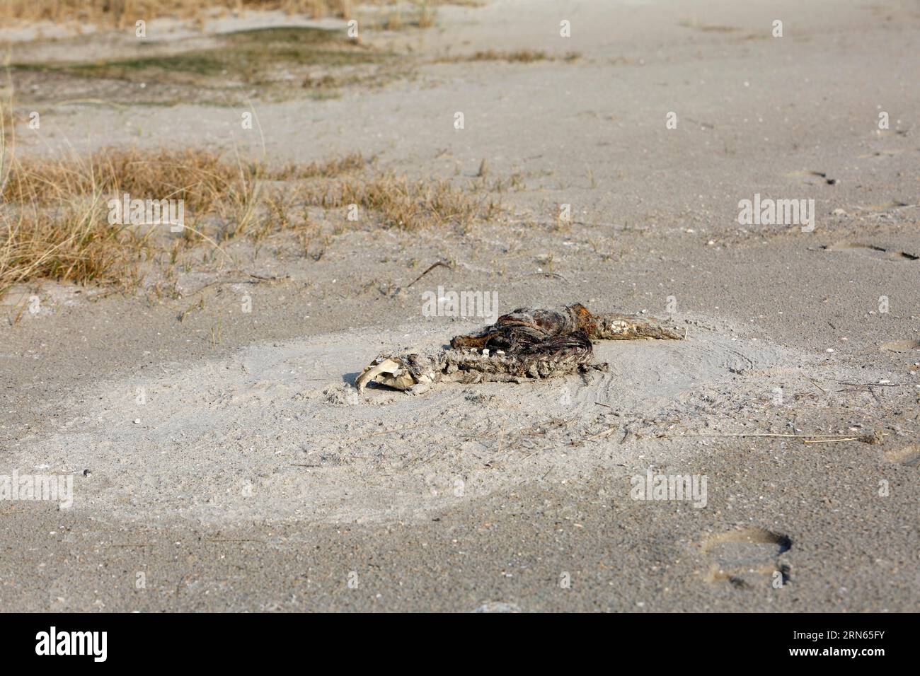 Harbor seal (Phoca vitulina), found dead on the beach, skeleton ...