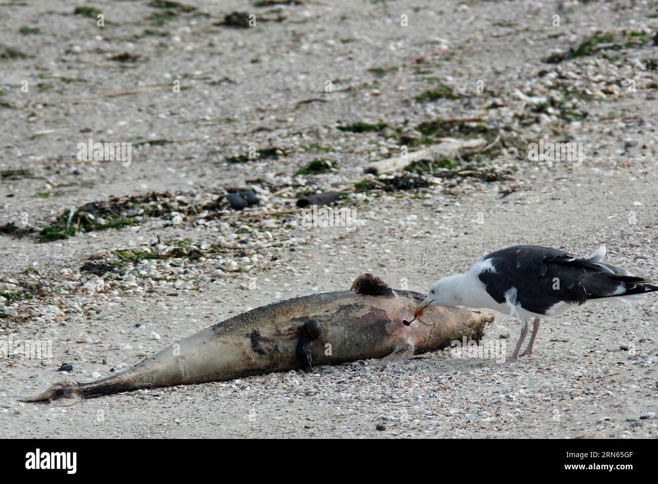 Harbor seal (Phoca vitulina), found dead on the beach, carcass serves ...