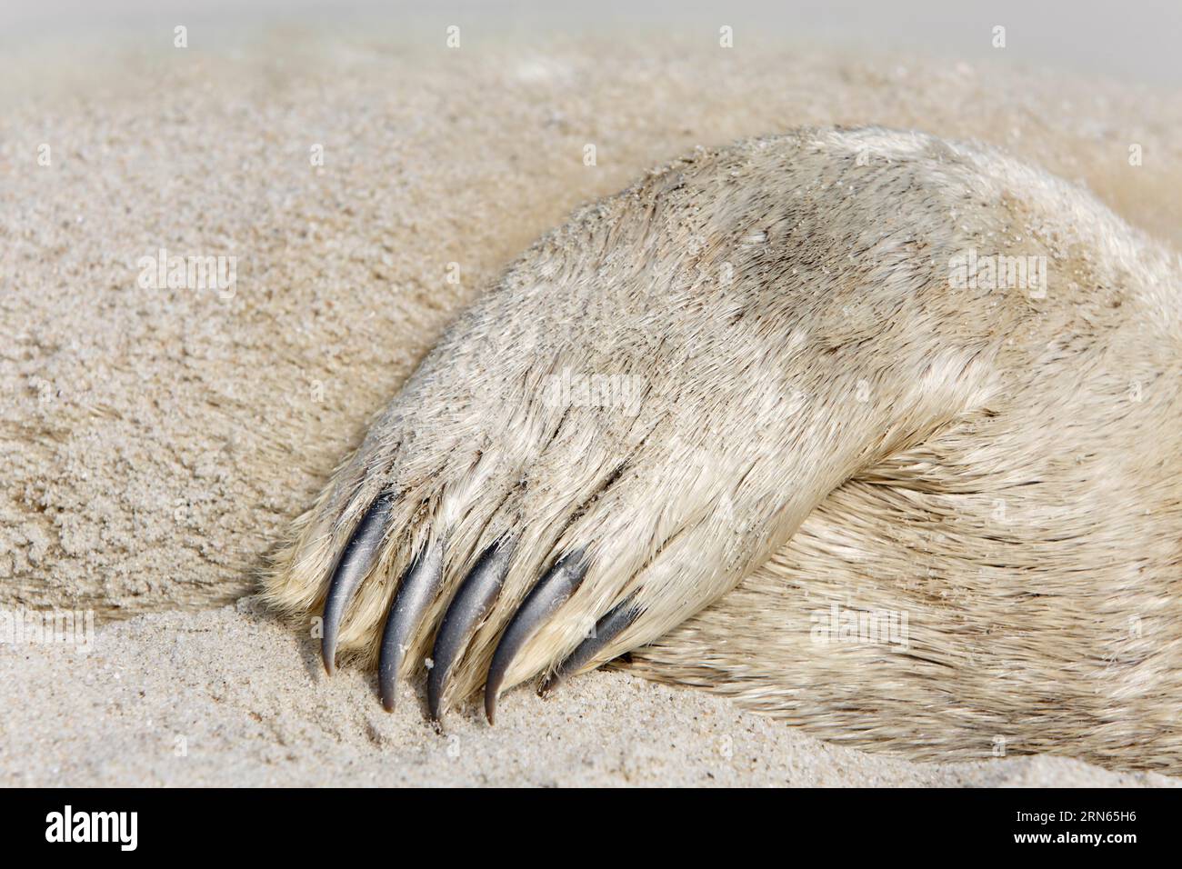 Common seal (Phoca vitulina), found dead on the beach, detail of the ...