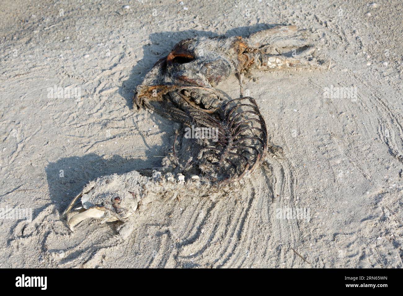Harbor seal (Phoca vitulina), found dead on the beach, skeleton ...