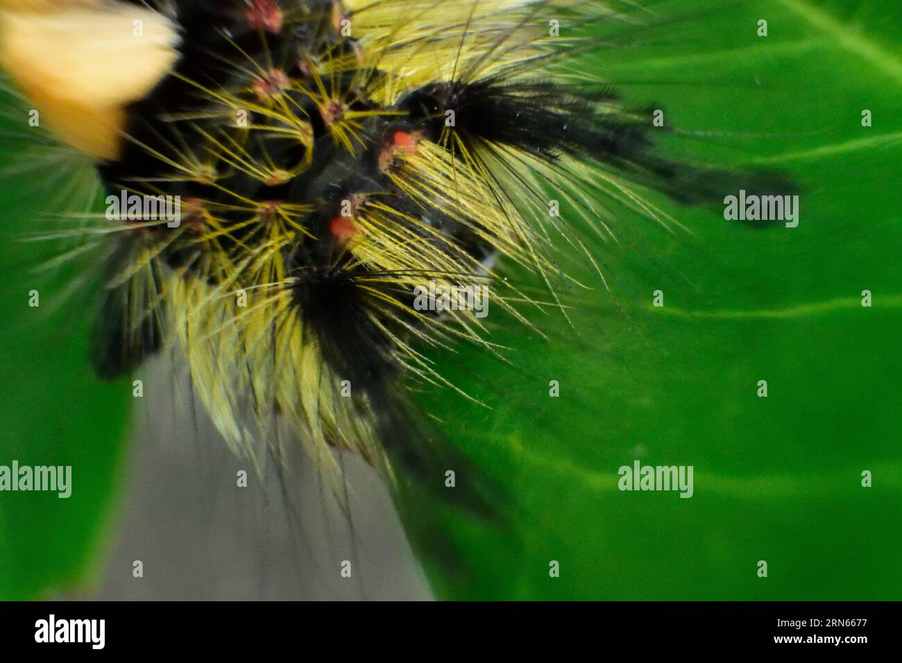 Rusty Tussock / Vapourer Moth larva / caterpillar Stock Photo - Alamy