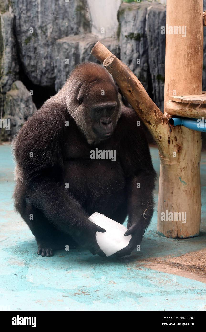 Cube gorilla hi-res stock photography and images - Alamy