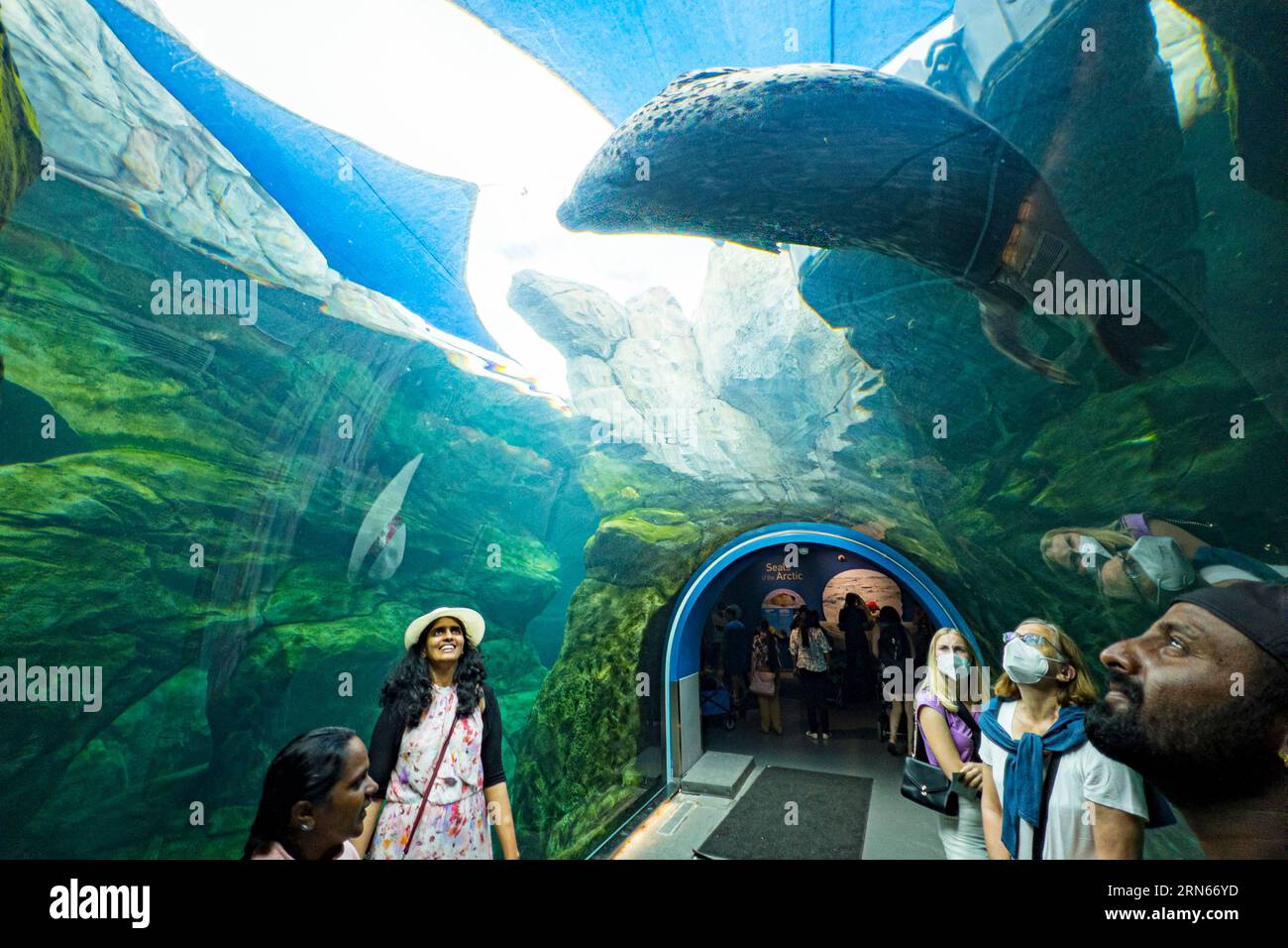 Arctic seals in the A Journey to Churchill exhibit at Assiniboine Zoo ...