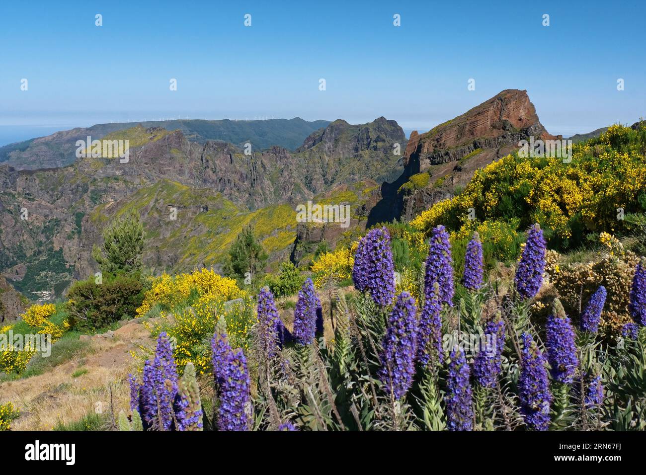 Madeira-Natternkoepfe, Ginster, Berge, Pico Arieiro, Insel Madeira ...