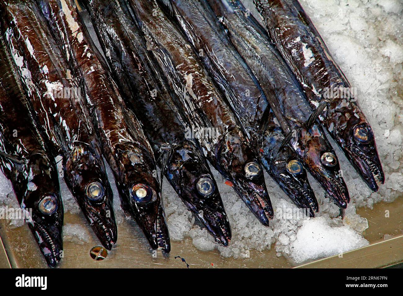 Black scabbardfish (Aphanopus carbo) Head, teeth, eyes, market hall ...