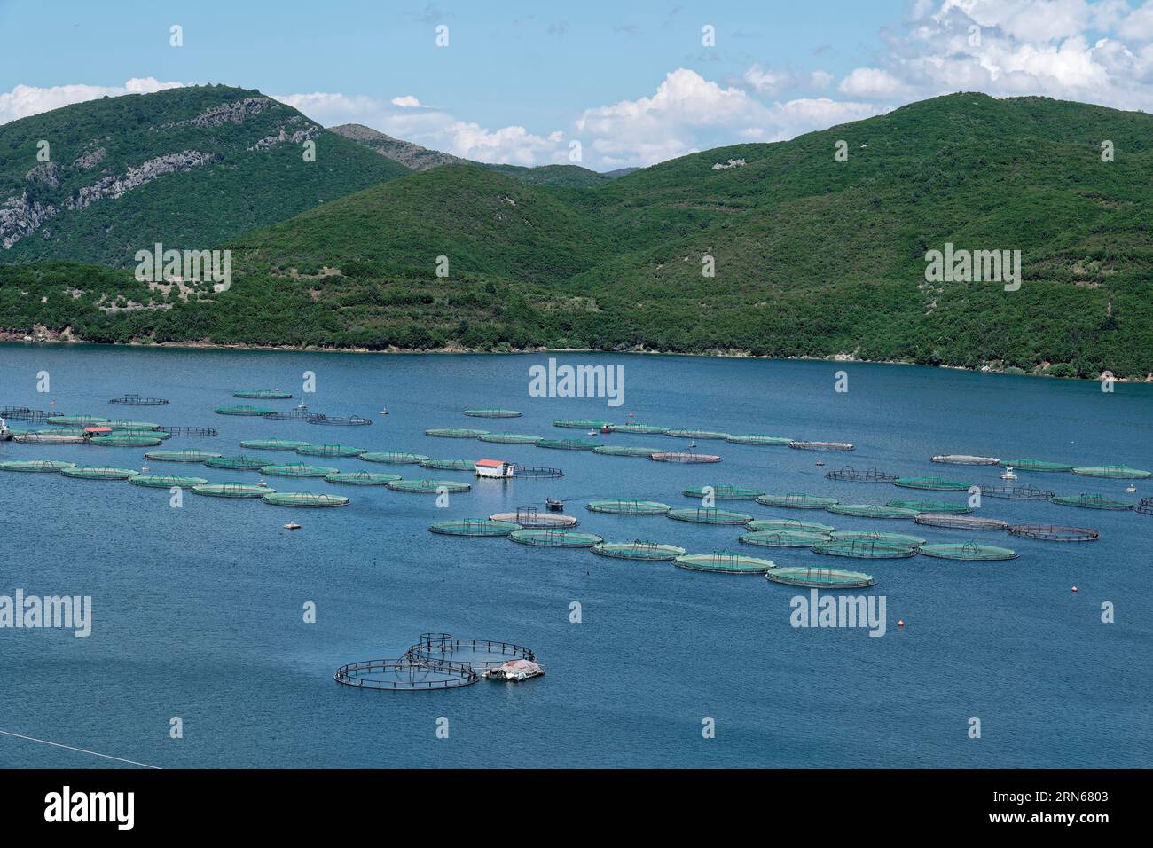 Fish farming at Lake Koman, a reservoir on the Drin River, in the ...