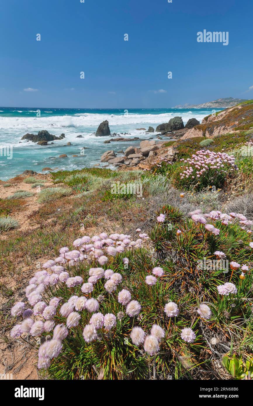 Beach carnations at the Spiaggia di Rena Majore, Gallura, Sardinia ...
