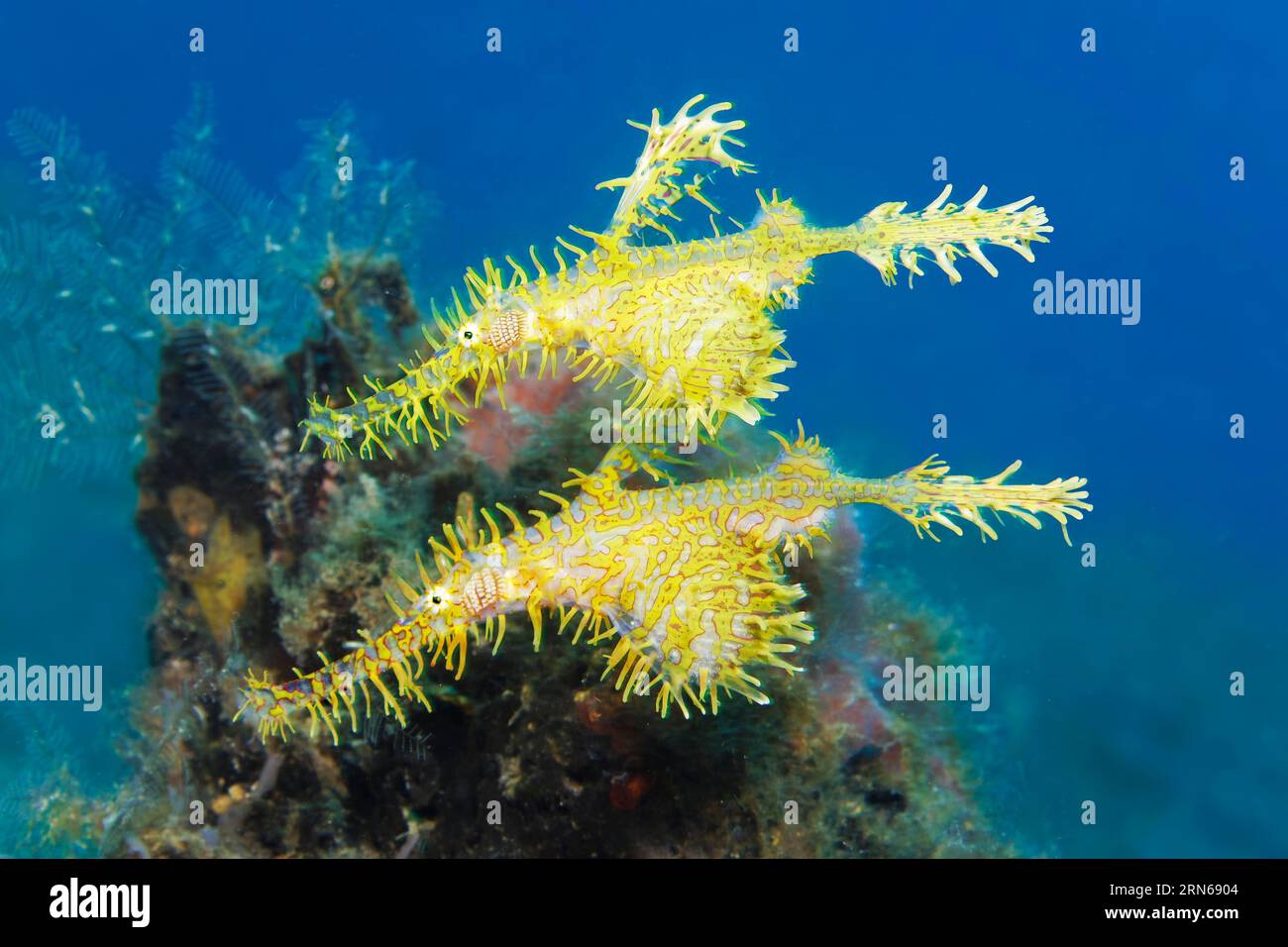 Pair, two, ornate ghost pipefish (Solenostomus paradoxus) yellow ...