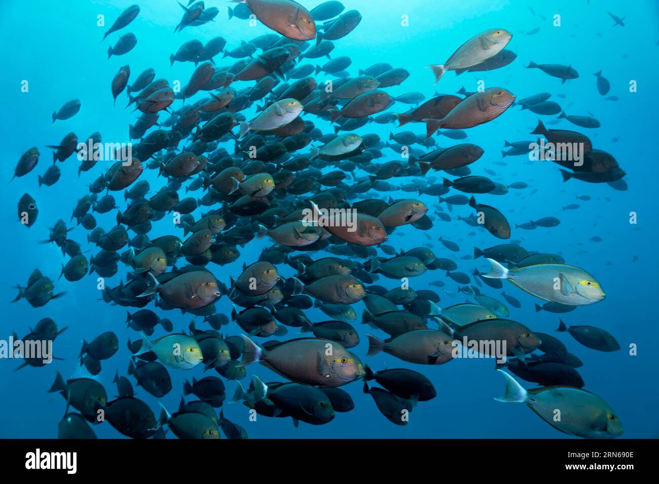 Shoal of elongate surgeonfish (Acanthurus mata) swimming in the open ...