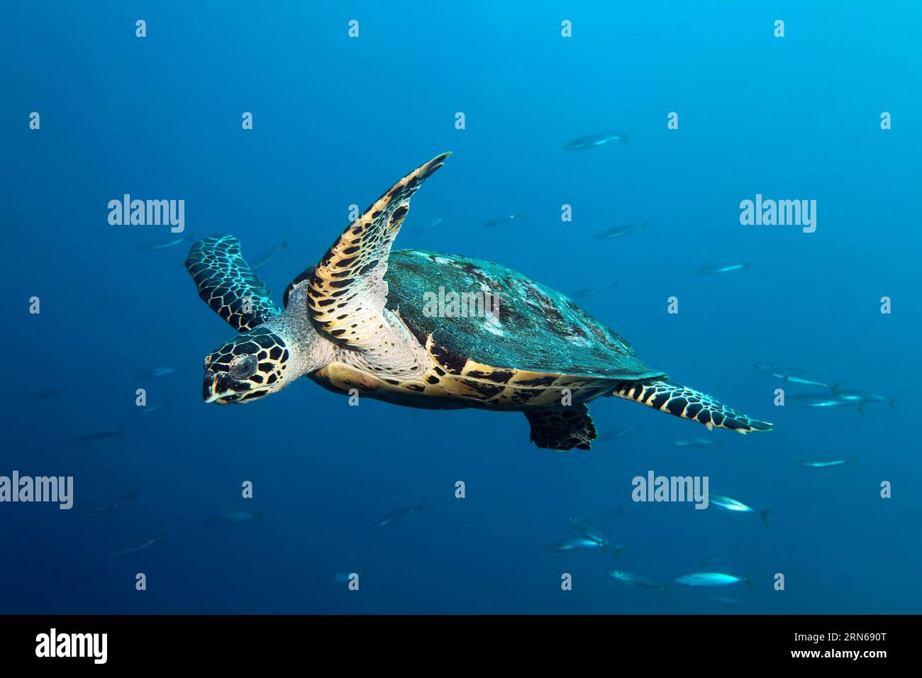 Hawksbill sea turtle (Eretmochelys imbricata) swimming in the open sea ...