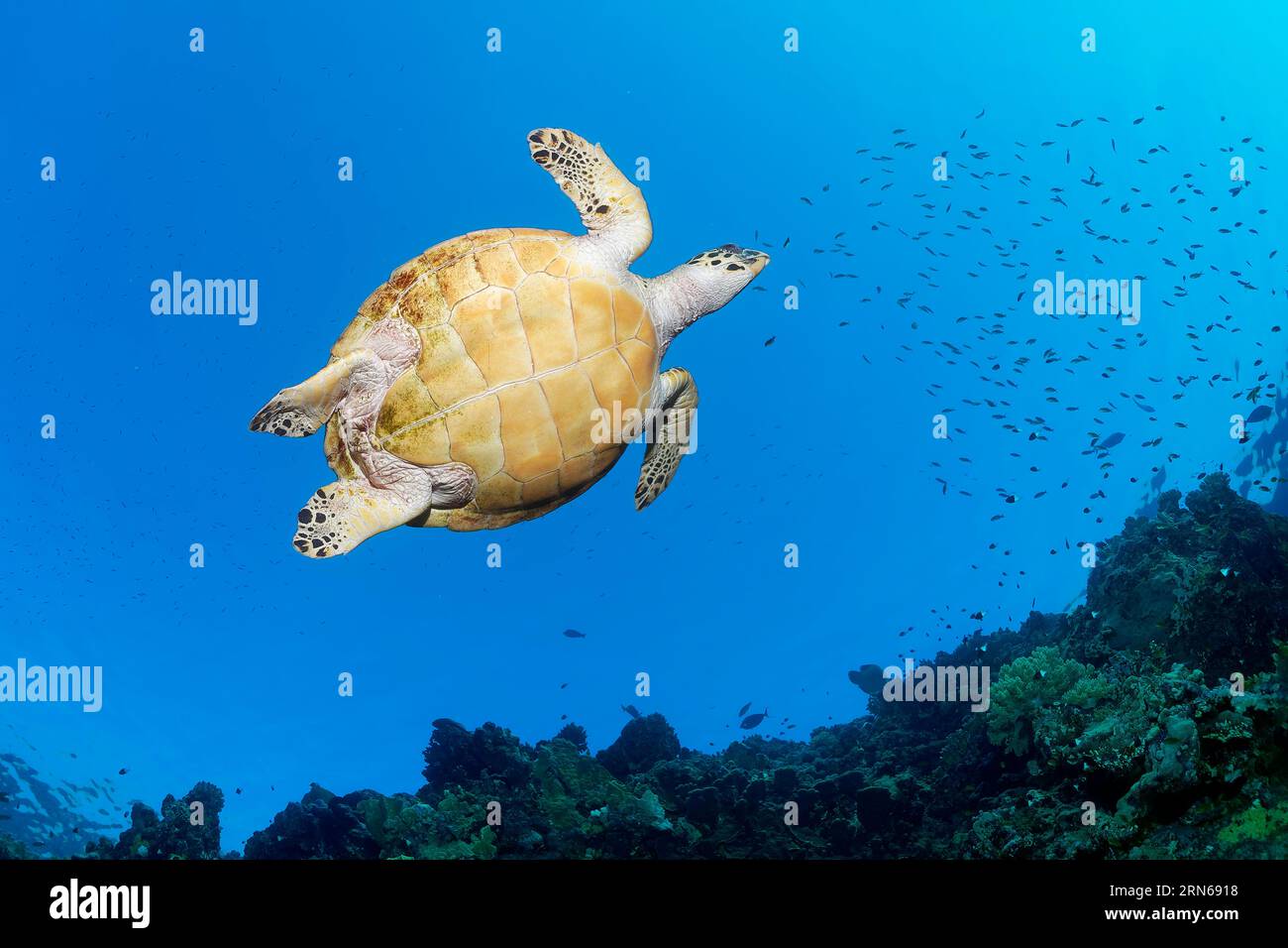 Hawksbill sea turtle (Eretmochelys imbricata) from below on coral reef ...
