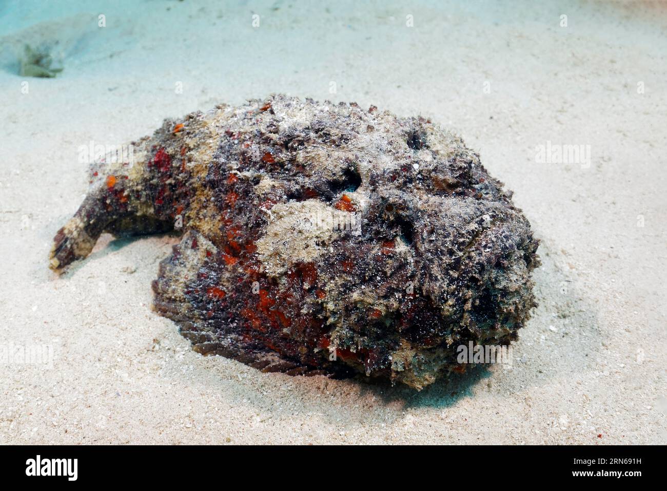 Reef stonefish (Synanceia verrucosa), lies uncamouflaged, open, on ...