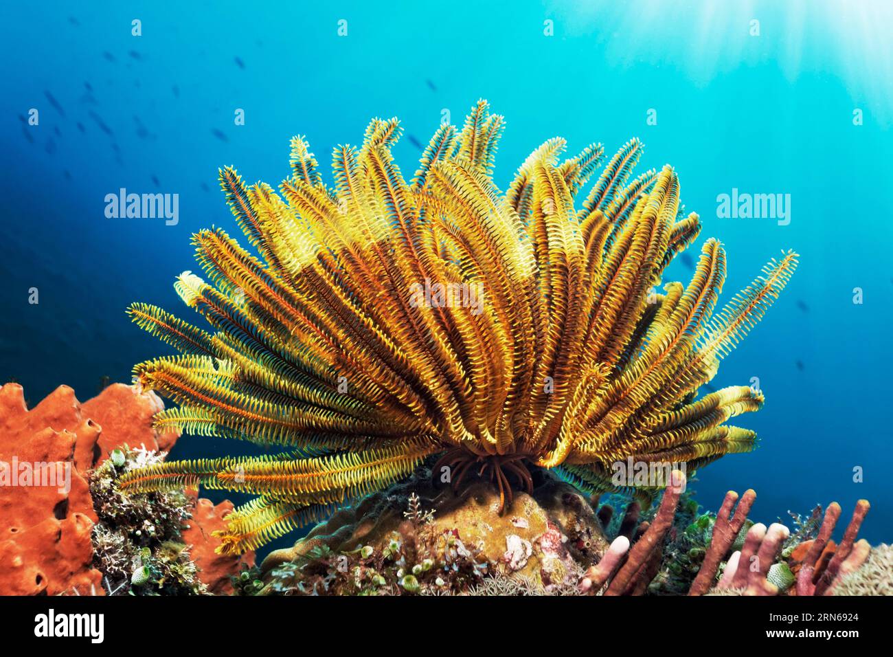 Bennnetti's feather star, yellow (Oxycomanthus bennetti) on coral reef ...