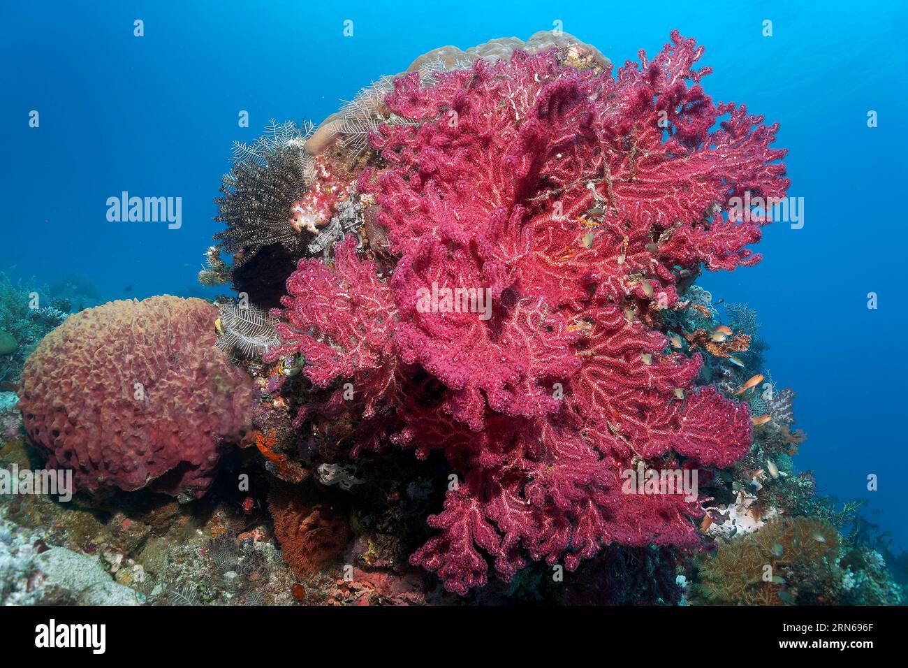 Gorgonian (Euplxaura), red, on small coral block, Great Barrier Reef ...