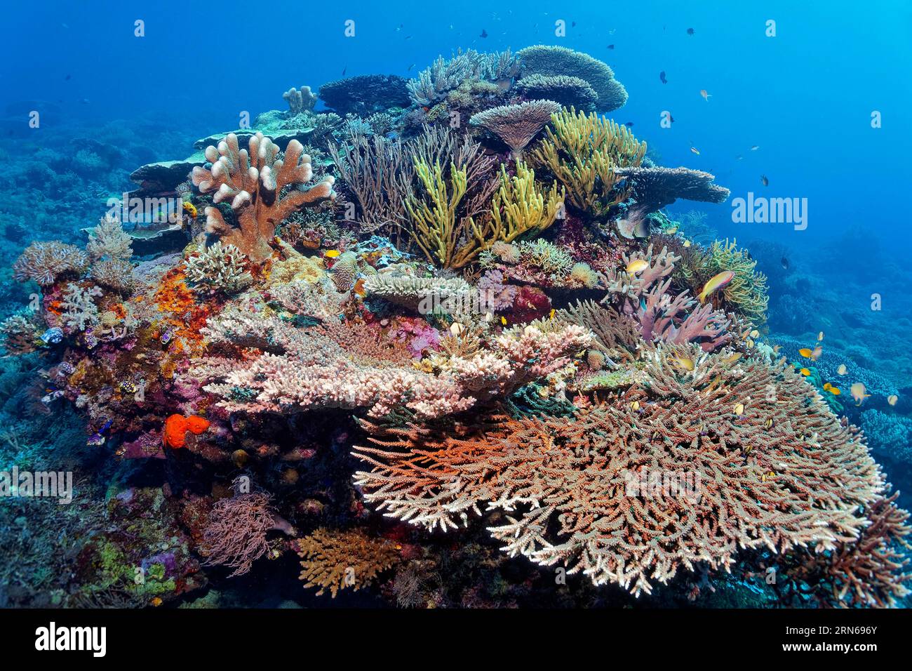 Intact, coral block on coral reef with many different stony corals (Scleractinia) and soft ...