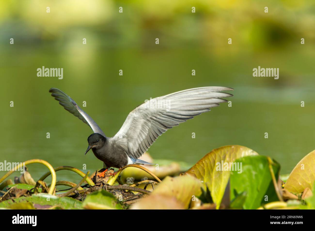 Egg lagoon hi-res stock photography and images - Alamy