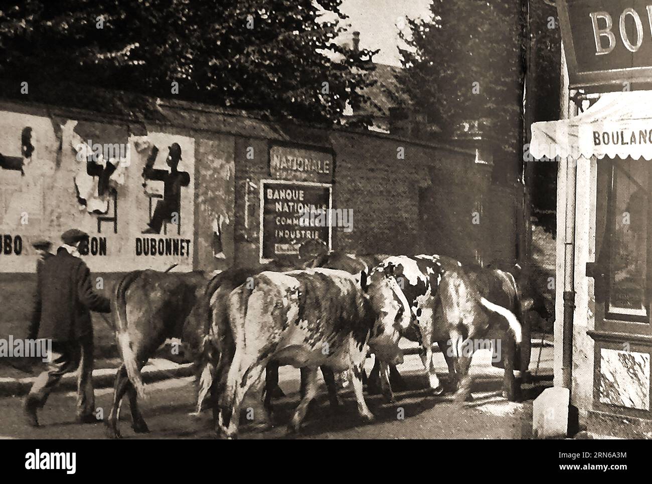 France 1939 - A farmer driving his cows through the streets on his way ...