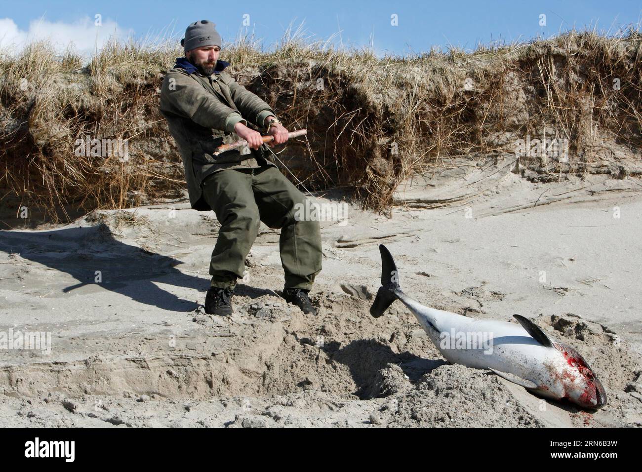 Harbour porpoise (Phocoena phocoena), dead find on the beach, recovery ...