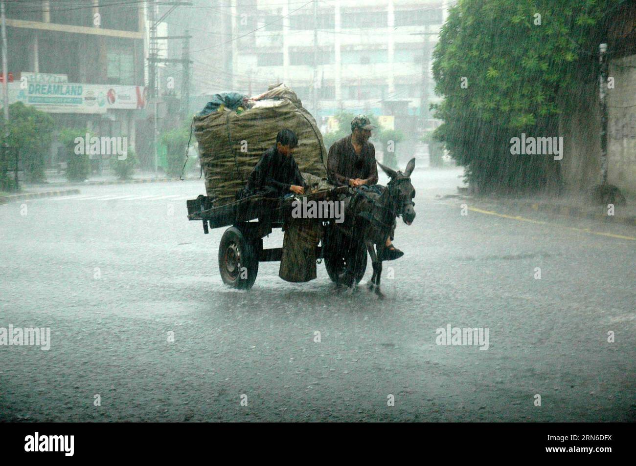 Donkey in the rain hi-res stock photography and images - Alamy