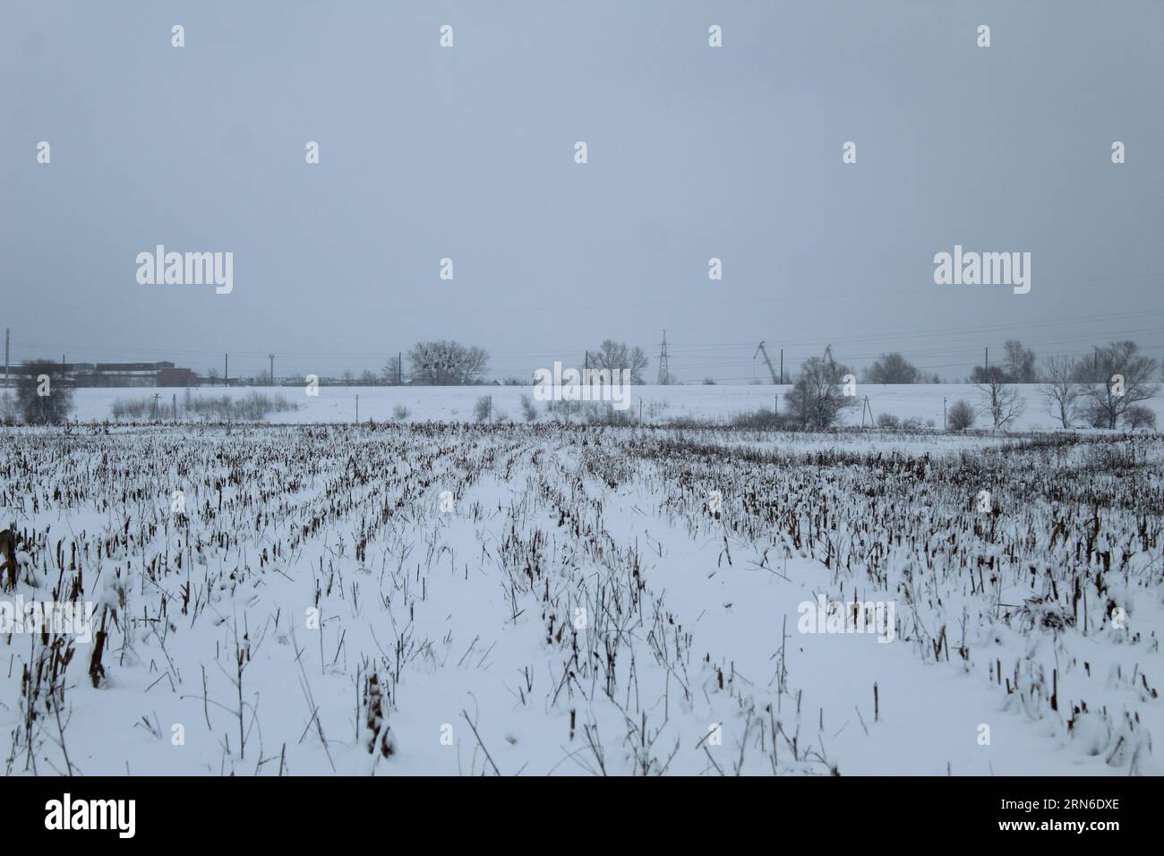 the field is covered with snow in winter. Remains of plants in winter ...
