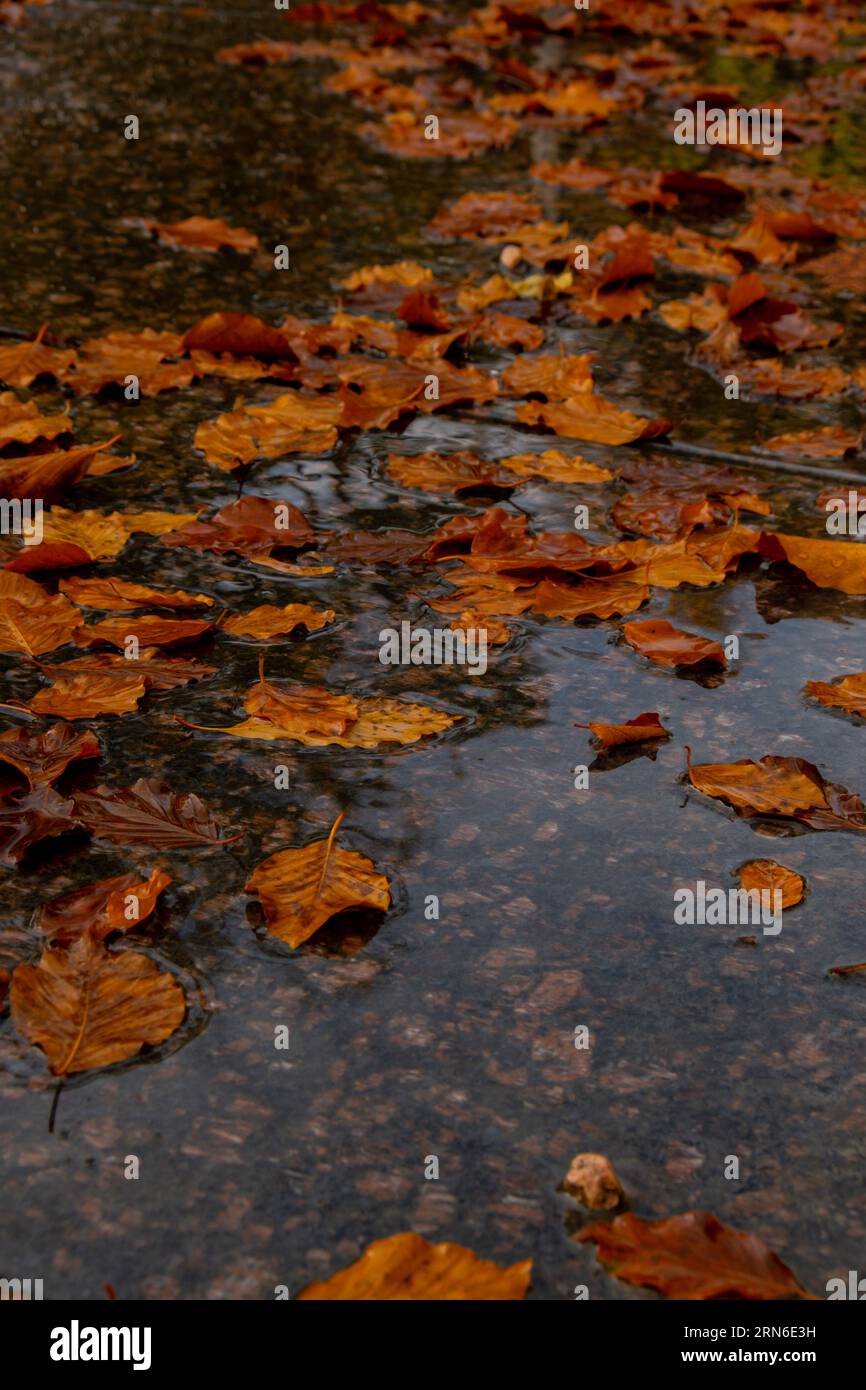 Fall raindrops falling into puddle with autumnal leaves. Hello Fall Autumn leaves float on the ...