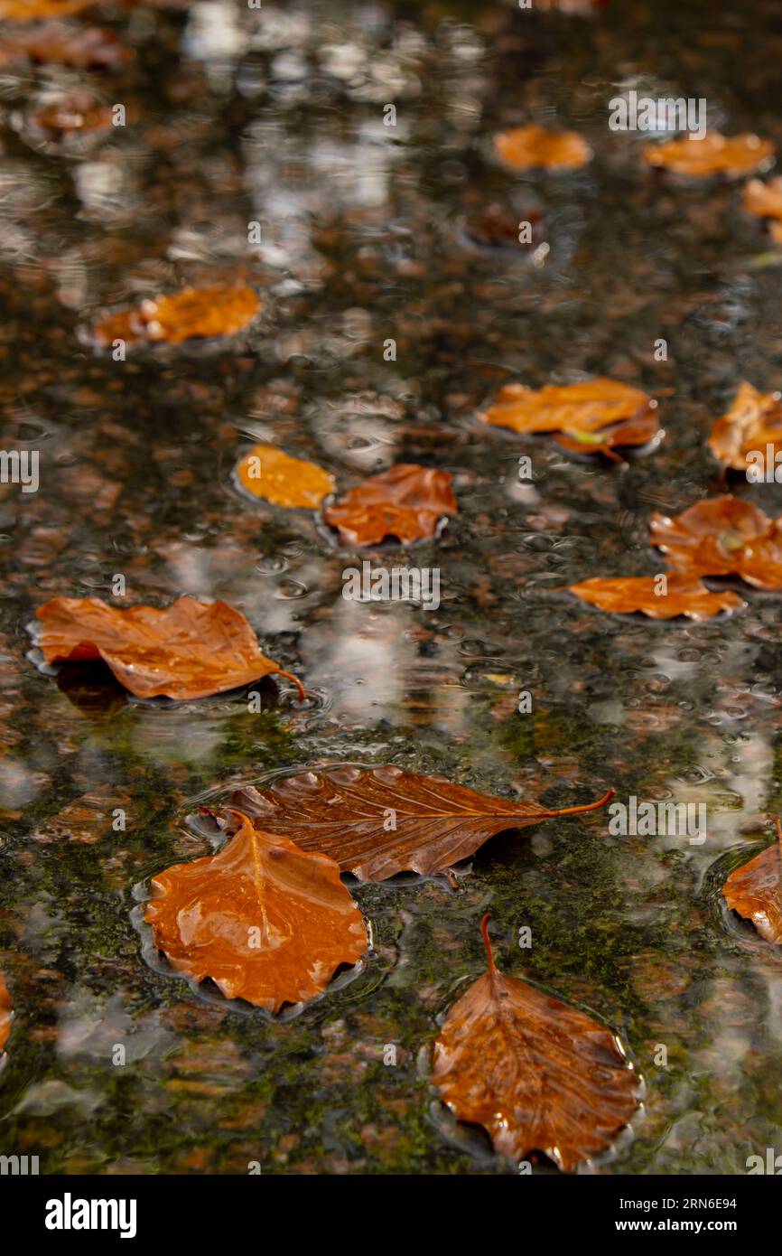 Fall raindrops falling into puddle with autumnal leaves. Hello Fall Autumn leaves float on the ...