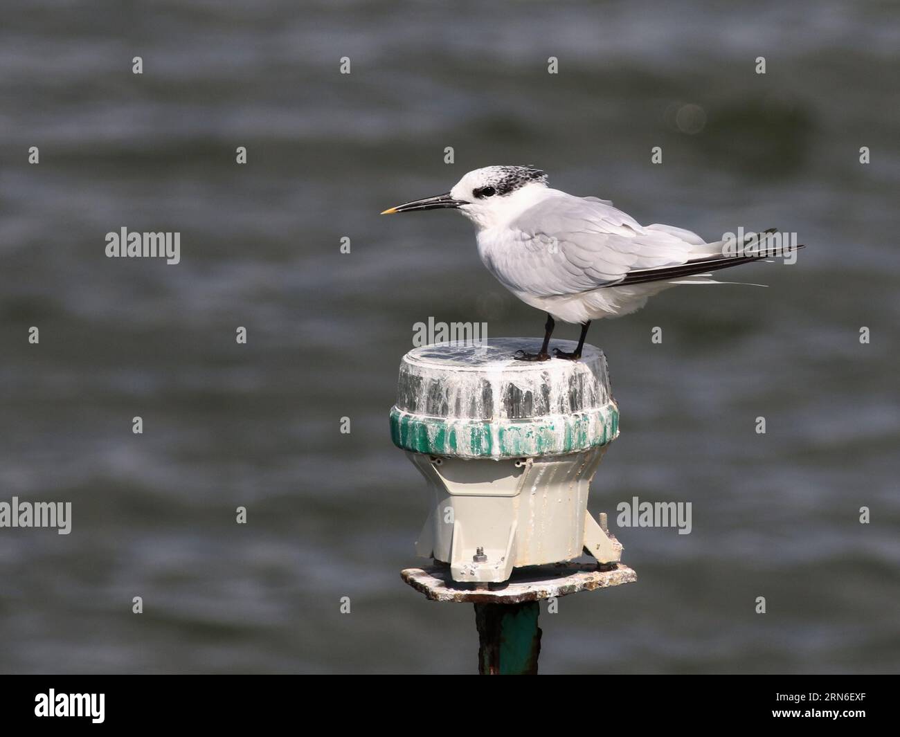 Sandwich Tern (Sterna sandvicensis) resting on a navigation marker ...