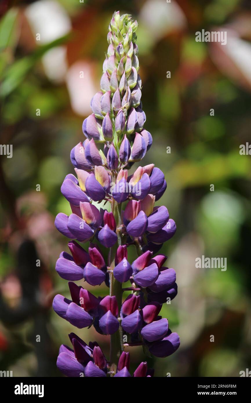 Lupinus flowers hi-res stock photography and images - Alamy