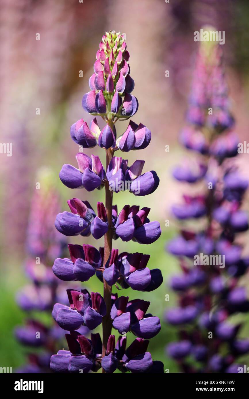 Lupin flowers garden hi-res stock photography and images - Alamy