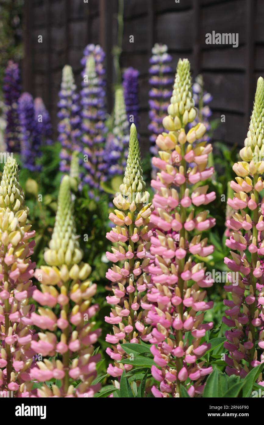 Lupin flowers garden hi-res stock photography and images - Alamy