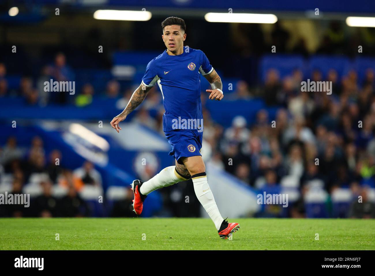 LONDON, UK - 30th Aug 2023: Enzo Fernandez of Chelsea during the EFL ...