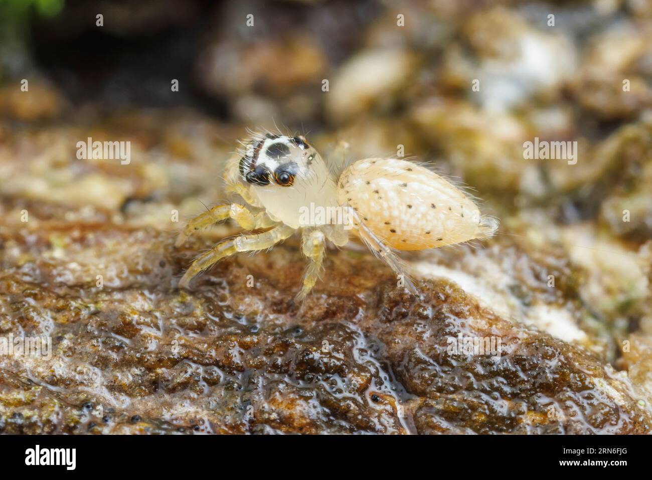 Jumping Spider (Colonus sylvanus Stock Photo - Alamy